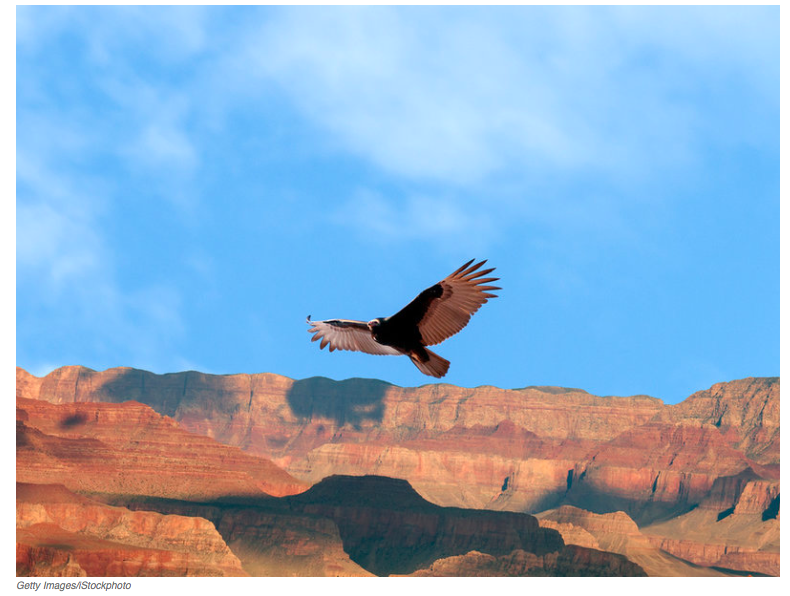 California Condor poem | A Poet in Time